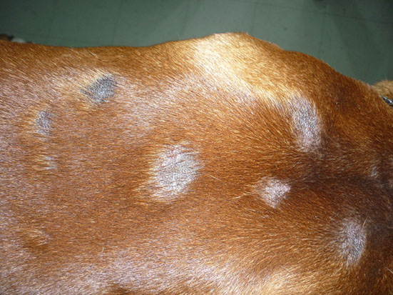 Cuantificación de las enfermedades dermatológicas en el perro Shar-pei ...